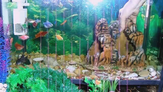 Чистка Аквариума и  Частичная Замена Грязной Воды на Чистую - Профилактика  от Черной  Бороды