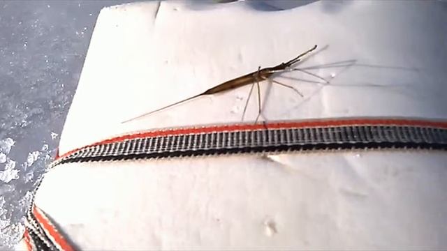 Неопознанное насекомое на зимней рыбалке