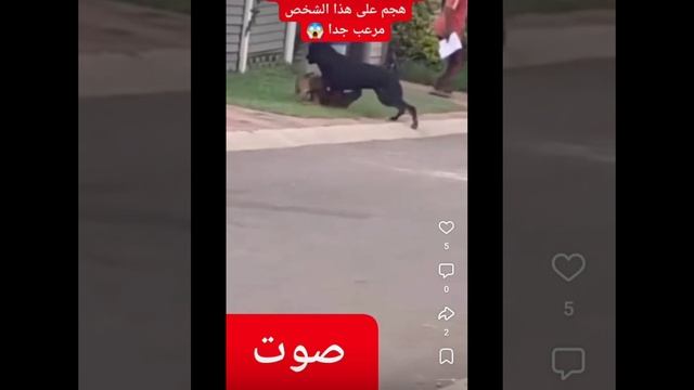 Огромный бойцовский пес напал на людей