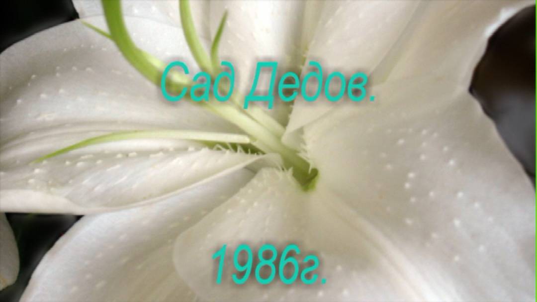 Сад дедов 1986г.