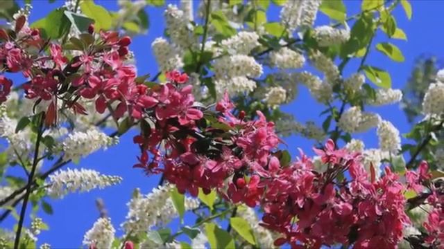 ВЕСНА, ЛЮБИ ЖИЗНЬ!