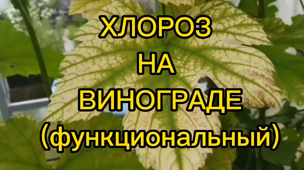 ХЛОРОЗ НА ВИНОГРАДЕ.