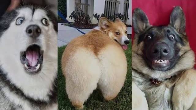 🐶 Собаки СМЕШНЫЕ видео, снятые на камеру! 😂 Подборка самых смешных домашних животных