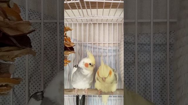 сидим не рыпаемся