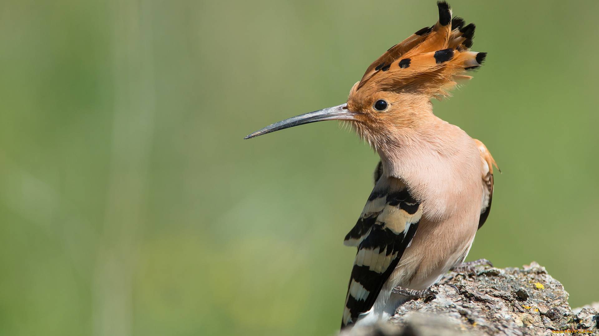 Птица Удод | Аудиокнига