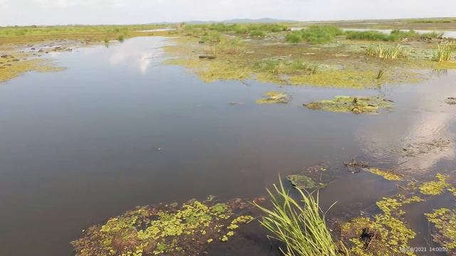 ОДИН ДЕНЬ на реке КРАСНАЯ. (Охота с рогаткой, арбалетом на змееголова, сазана) август 2021 года