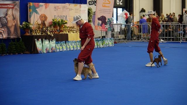 Танцы с собаками.Город собак и Мир кошек.Экспофорум.Санкт-Петербург.23.02.2025.