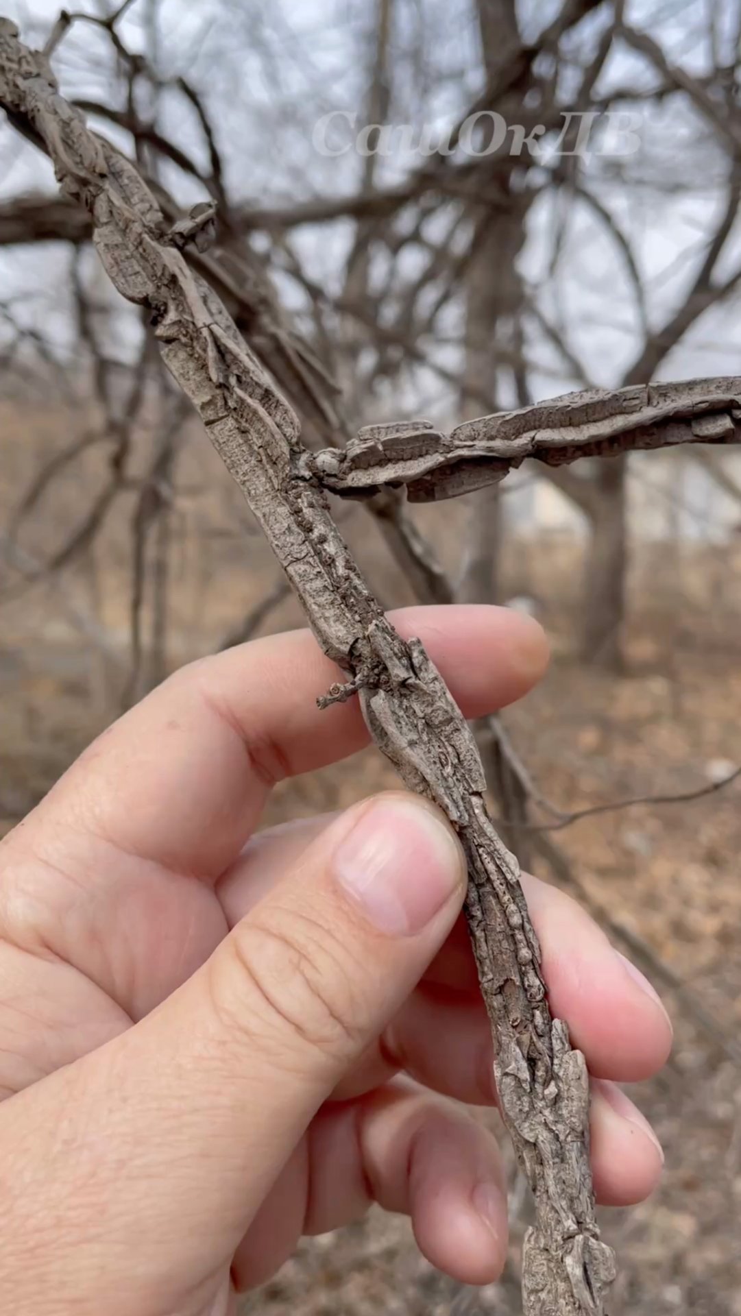 Странное дерево...