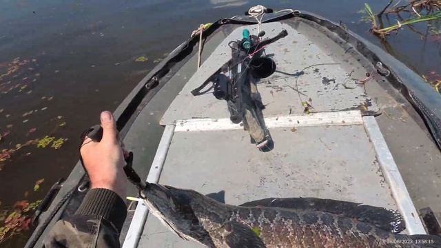 Охота на Змееголова CrossBow Fishing & SlingShot Fishing