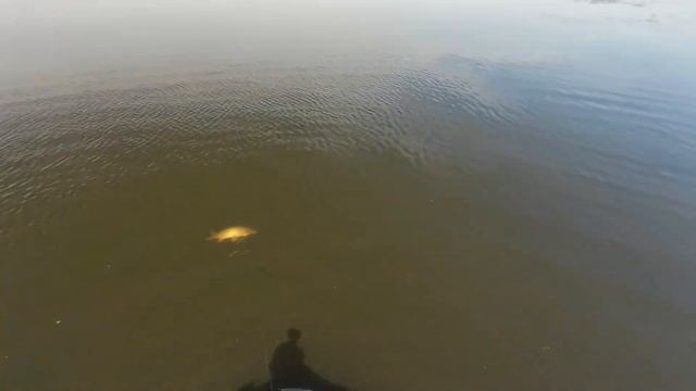 Первый добытый сазан в сезоне 2024 г.