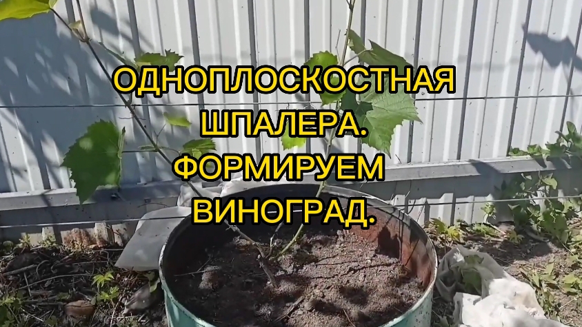 ОДНОПЛОСКОСТНАЯ ШПАЛЕРА. ФОРМИРУЕМ ВИНОГРАД.