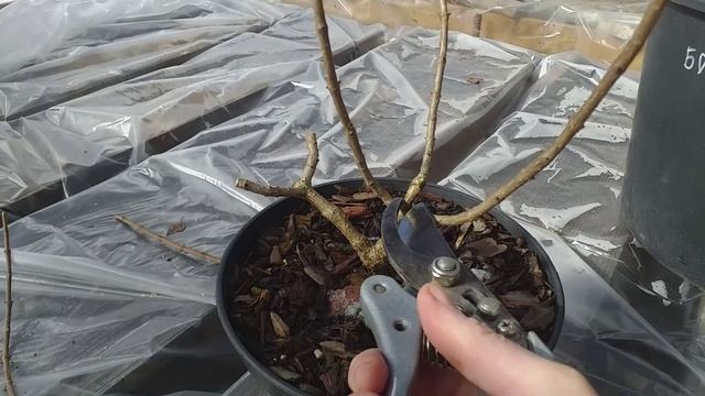 Обрезка ДВУЛЕТНЕГО саженца метельчатой гортензии