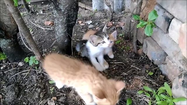 Котятам 45 дней. Кошка вывела котят на улицу на природу