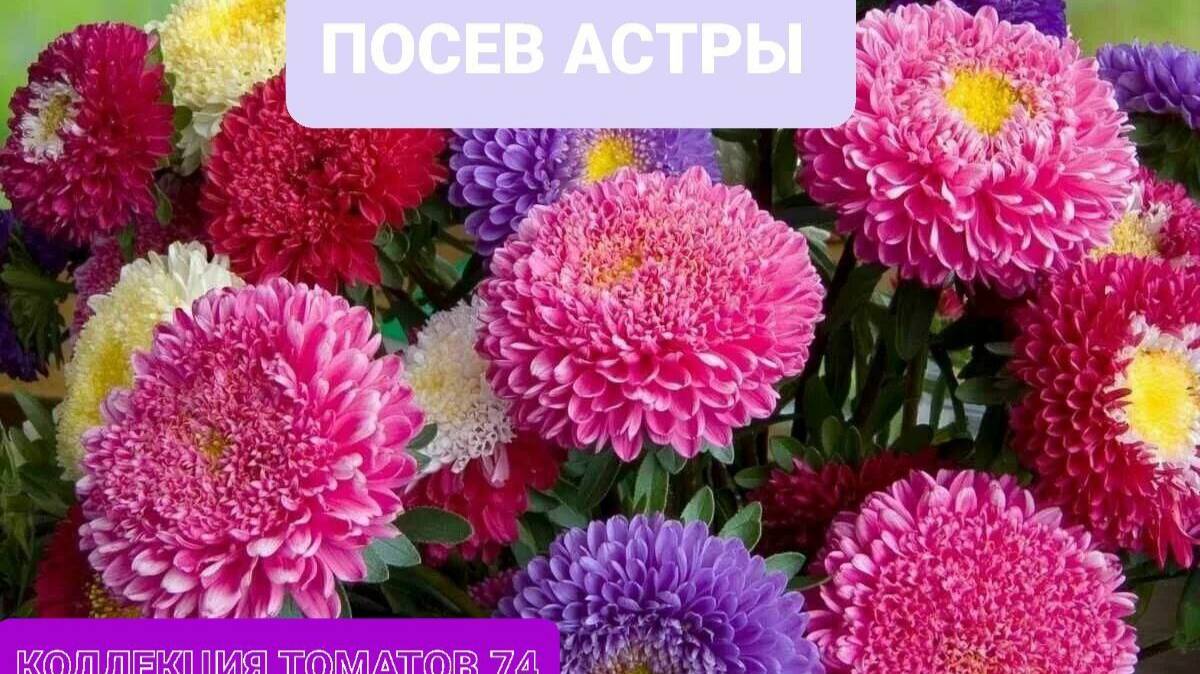 ПОСЕВ АСТРЫ