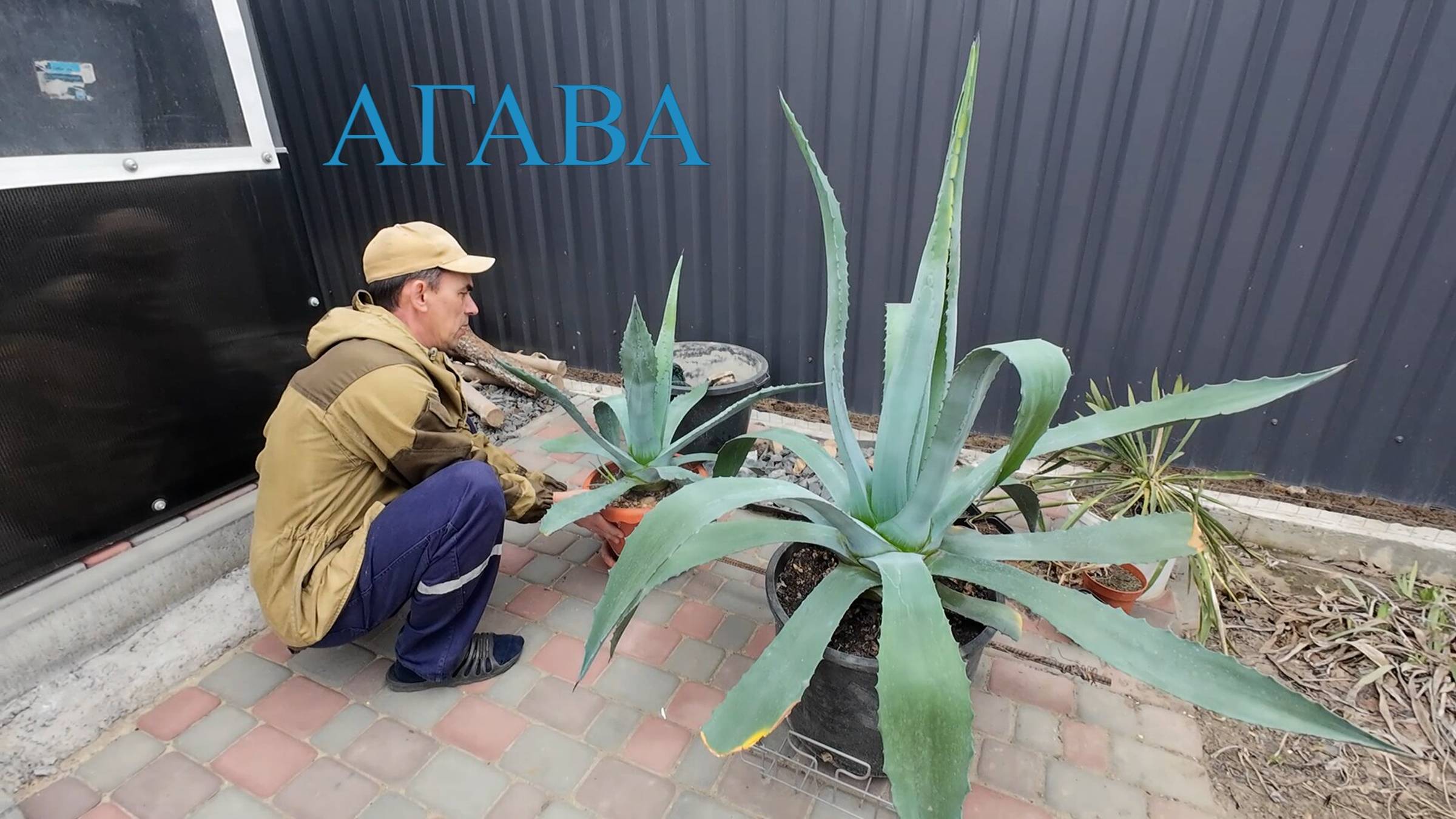 Агава голубая.