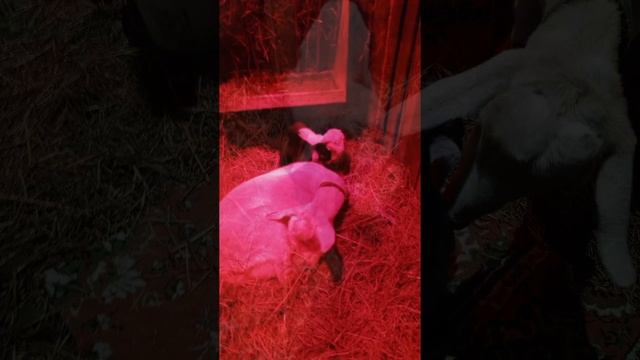 Первое рождение козлят на нашей ферме.