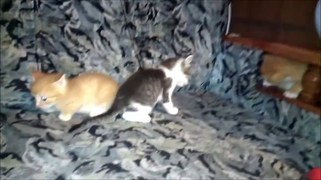 Котятам 27 дней. Котята учатся бегать и лазить