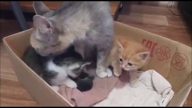 Котятам 32 дня. Кошка принесла мышку котятам