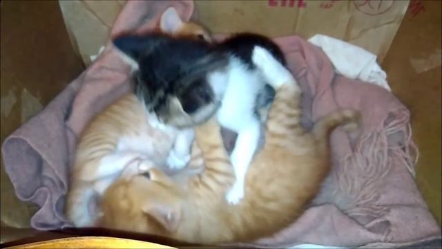 Котятам 30 дней. Котята играют