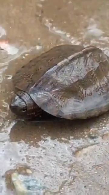 saved from stone well-trap