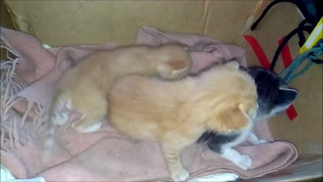 Котятам 19 дней. Три котенка