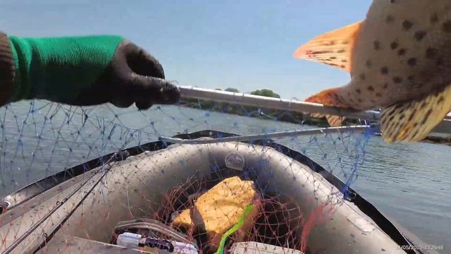 Атака щуки на силиконовую приманку FOX