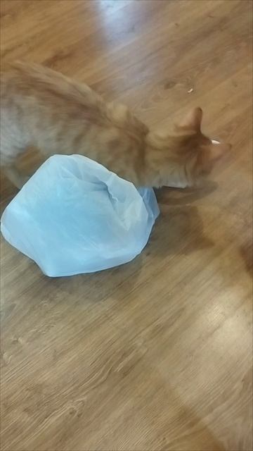 Босс! Дербанщик пакетов!!!💪😎