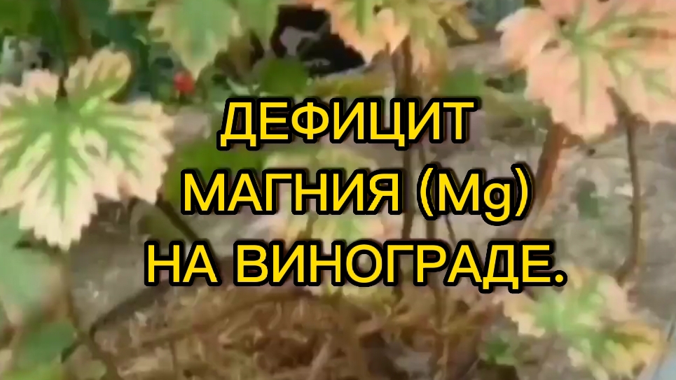 ДЕФИЦИТ МАГНИЯ НА ВИНОГРАДНИКЕ.