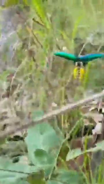 "he is not heavy.." beatle takeoff