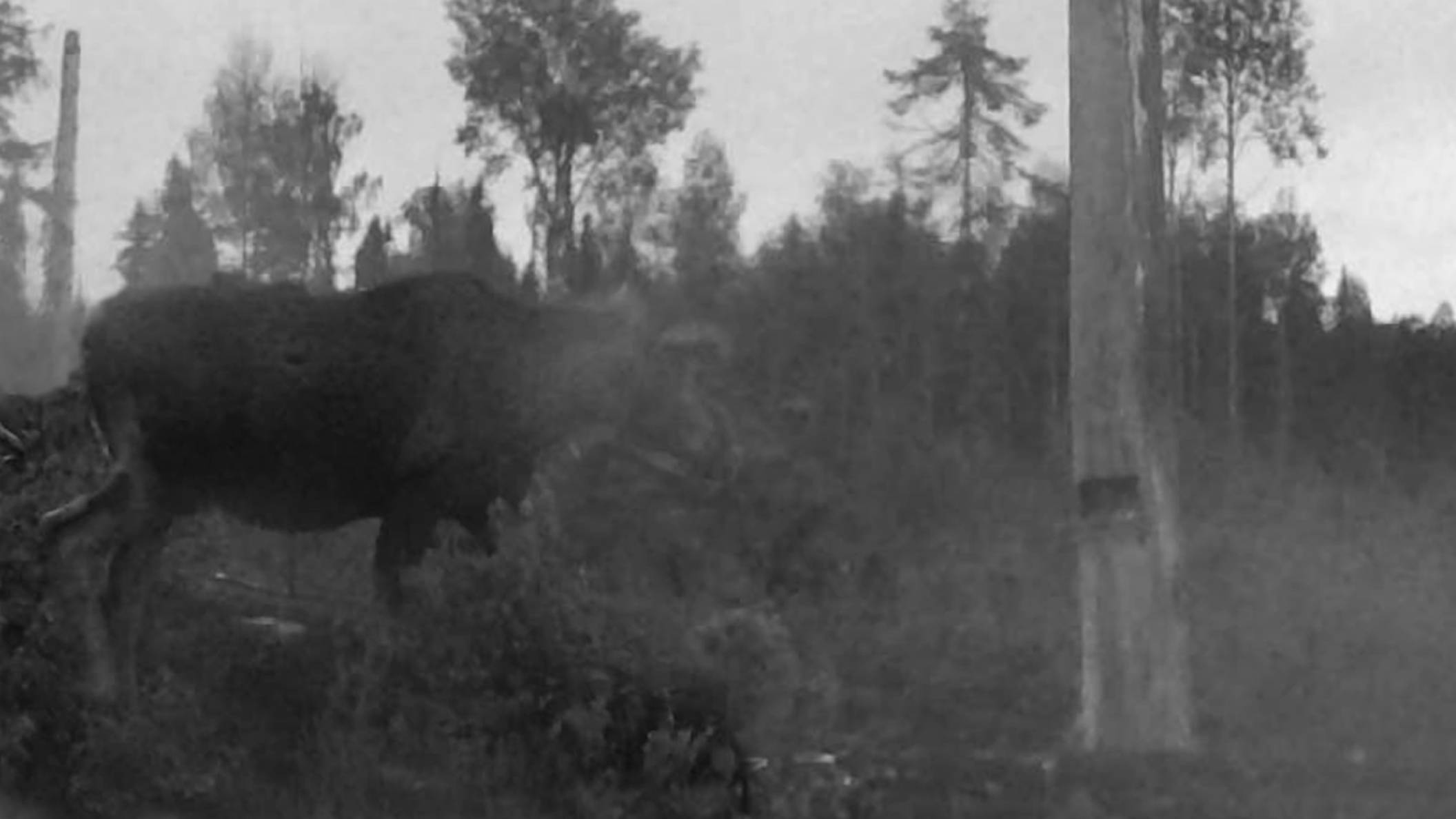 Лесной гость и встреча с лосем. Солевой перекус