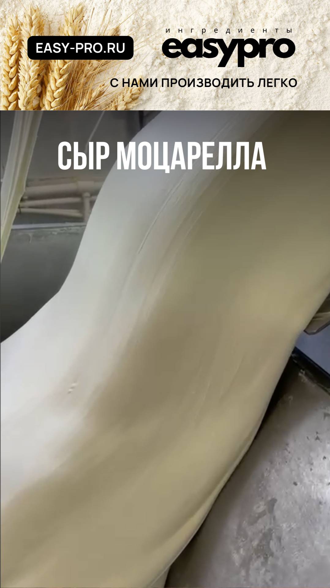 © EASYPRO - сыр моцарелла.