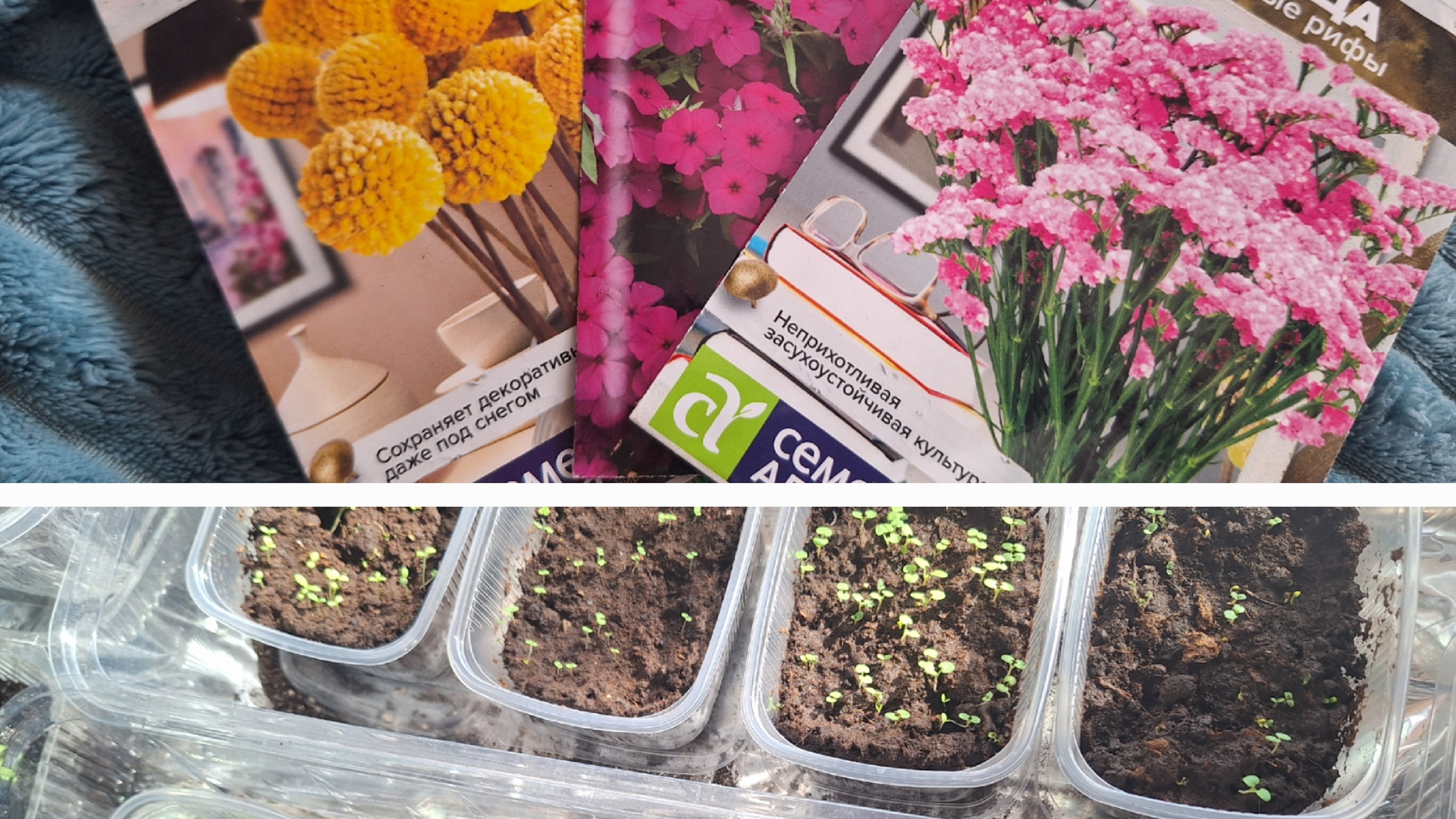 13.03.25 посадила цветы, сухоцветы флоксы и душистые травы