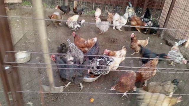 Куриное хозяйство