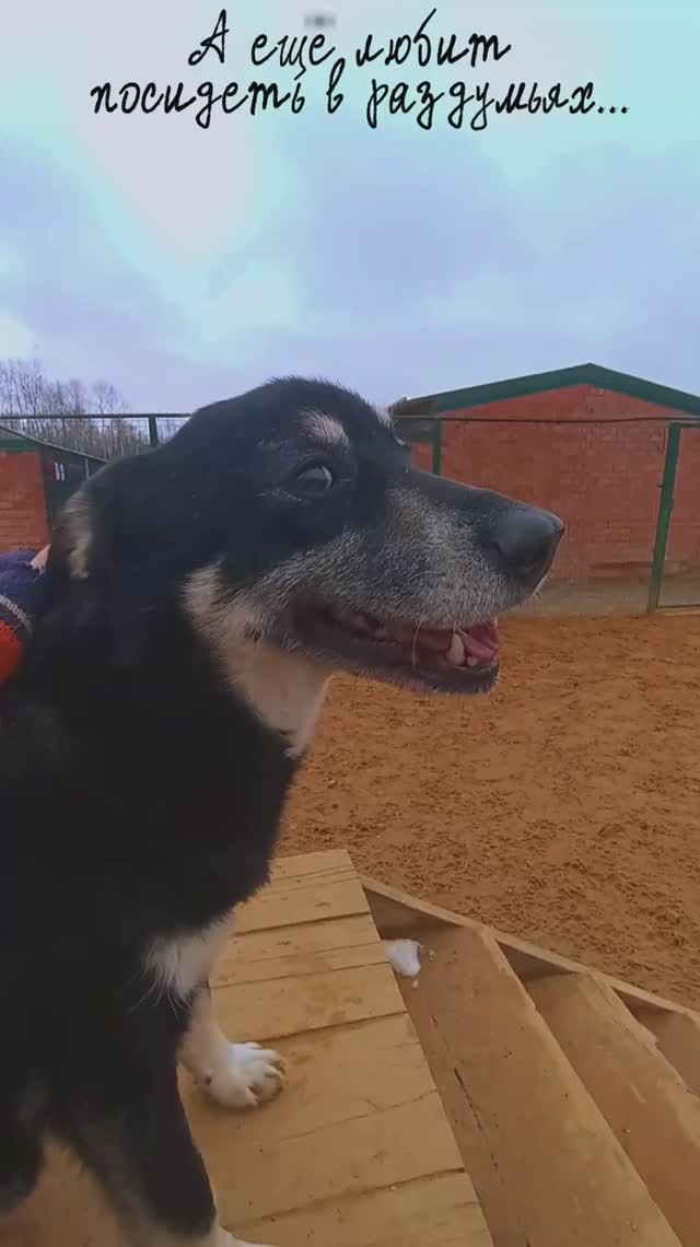 Ждал снежинку в марте, чтобы загадать желание! ❥ Приют в Малинках