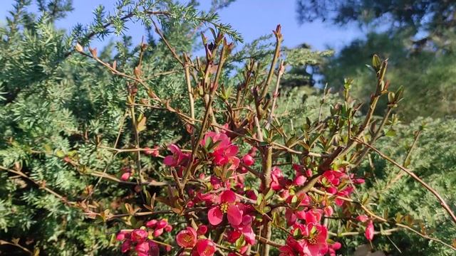 Весенний пейзаж санатория Пирогова