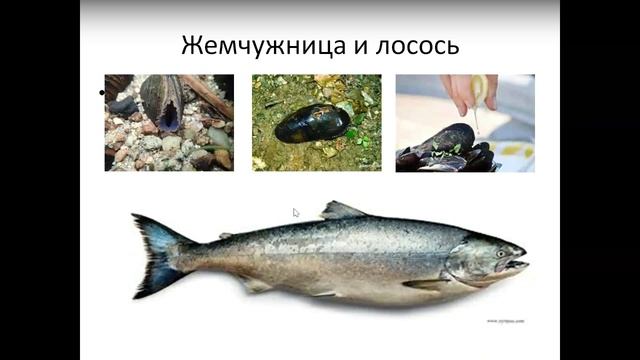 Вебинар "Аквабиотик MatrixRevital и старение организма".