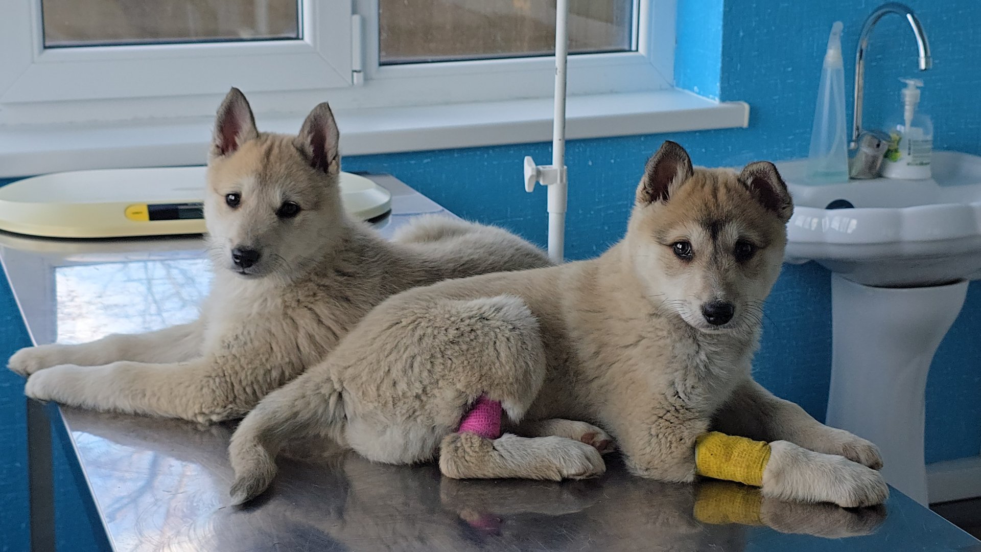 Щенки в ветклинике