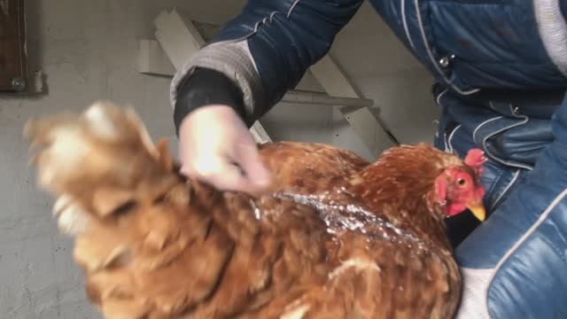 Клубника.Теплица.Курятник.