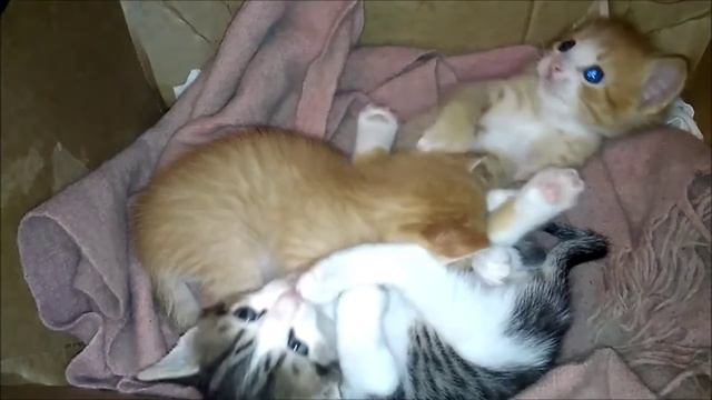 Котятам 29 дней. Котята умываются. Кошка моет котят