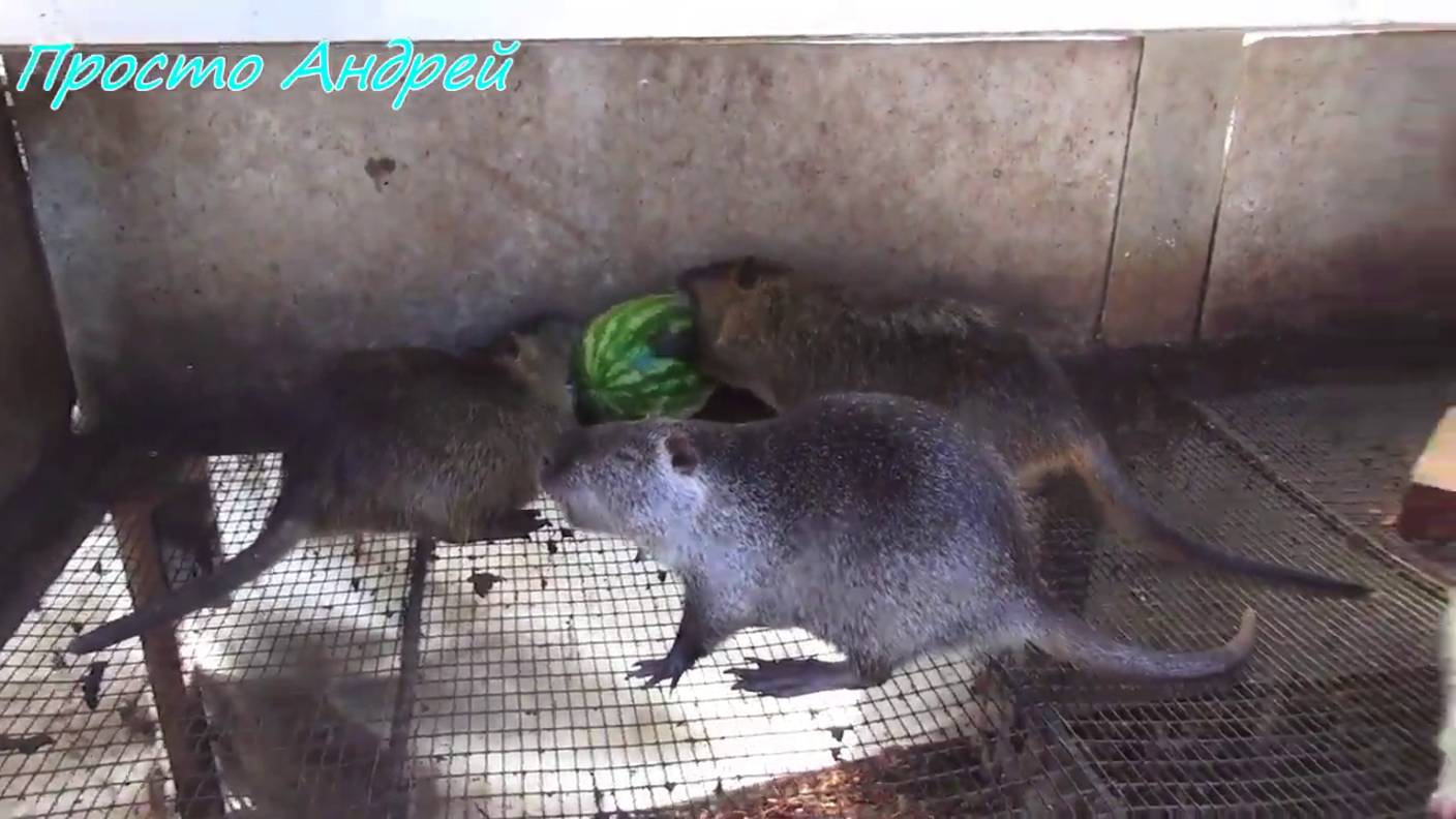 КАК и когда отсаживать  и формировать семью нутрий