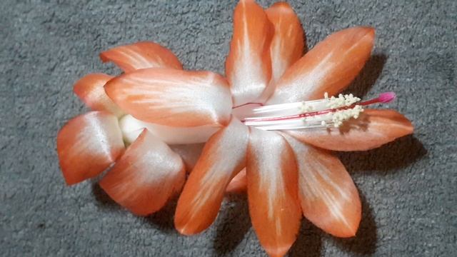 шлюмбергера сорт STEPHANIE