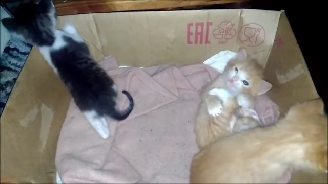 Котятам 24 дня. Кошка с котятами