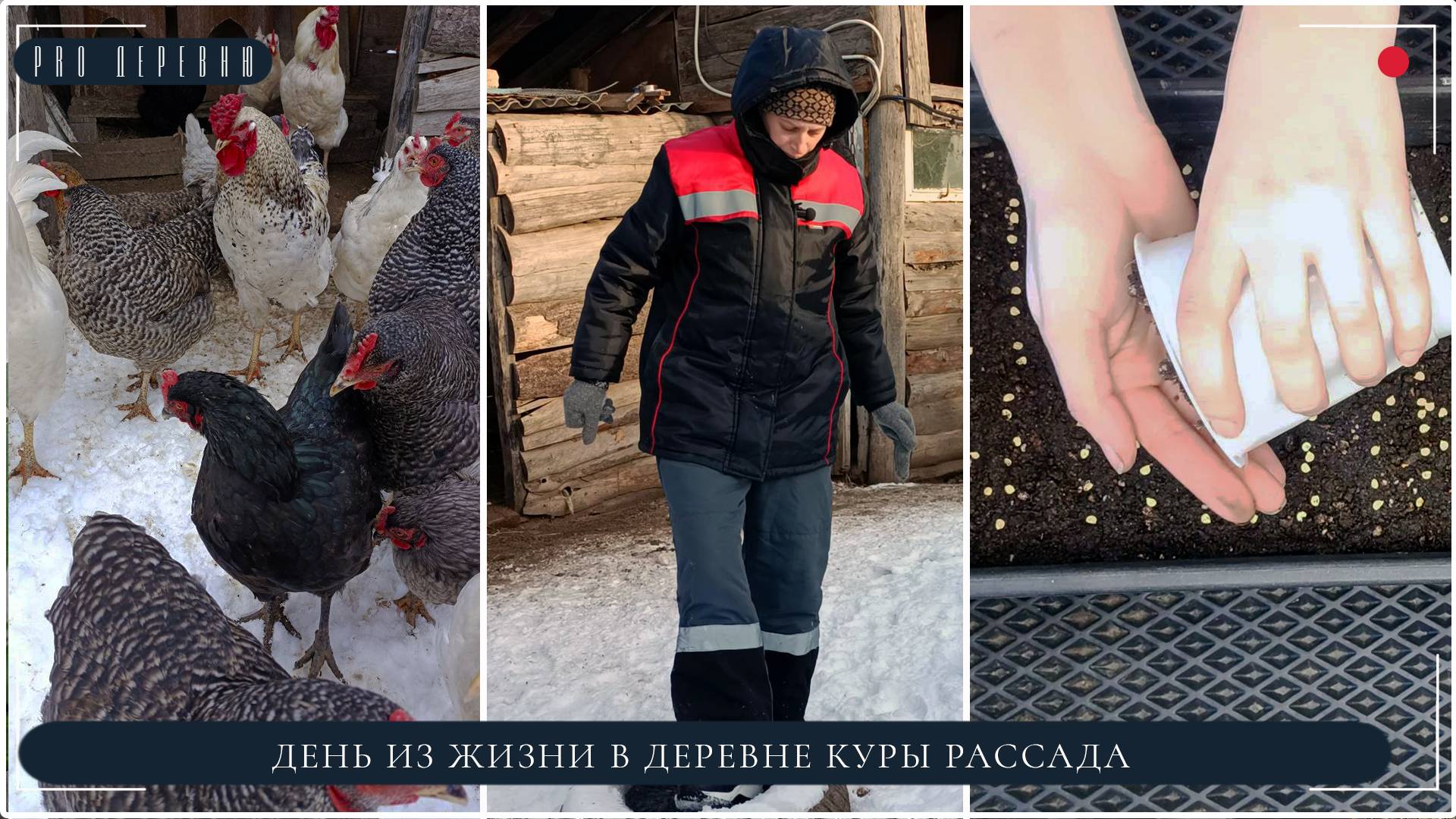 🐔 Весенний день в деревне: Уход за курами и пикировка рассады | Сельдерей, перец, капуста 🌱