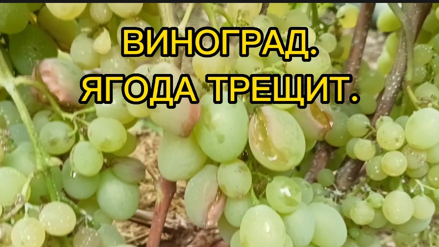 ТРЕСК ЯГОДЫ НА ВИНОГРАДЕ.