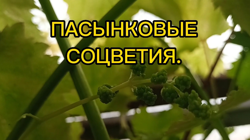 ПАСЫНКОВЫЕ СОЦВЕТИЯ.