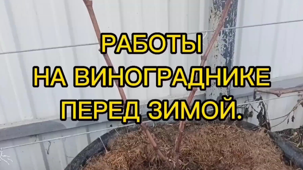 ВИНОГРАД. ГОТОВИМСЯ К ЗИМЕ.