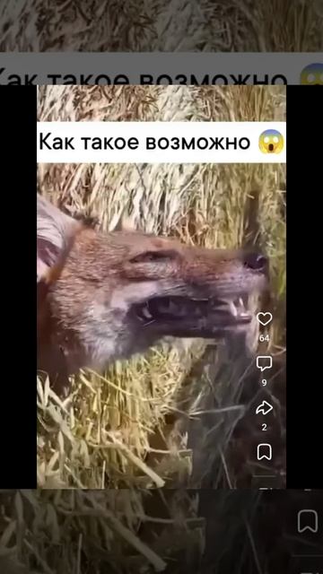 Случайно замотал лису в сено