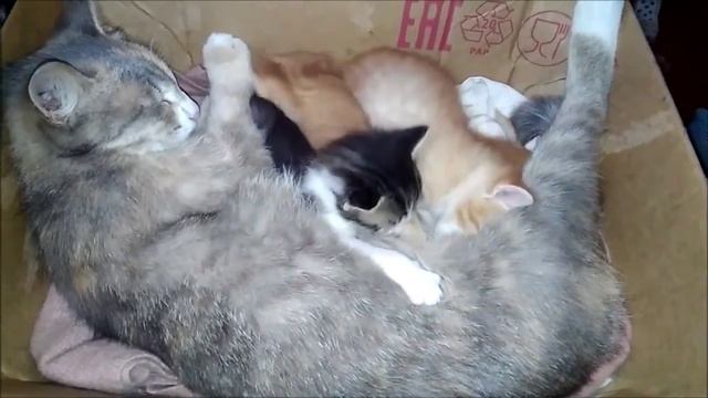 Котятам 23 дня. Кошка с котятами