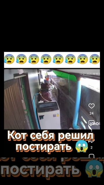 Кот случайно залез в стиральную машину