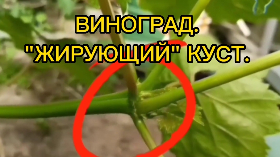 ВИНОГРАД. ЖИРУЮЩИЙ КУСТ.